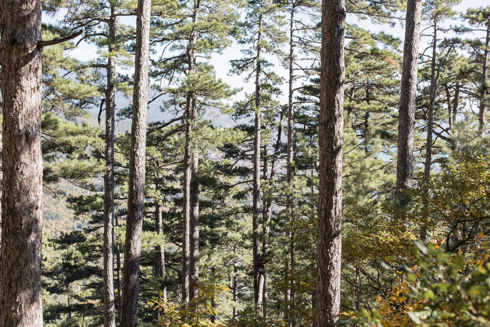 A Guide On Southern Pine Plantation Maintenance 2024 - Gulf South ...